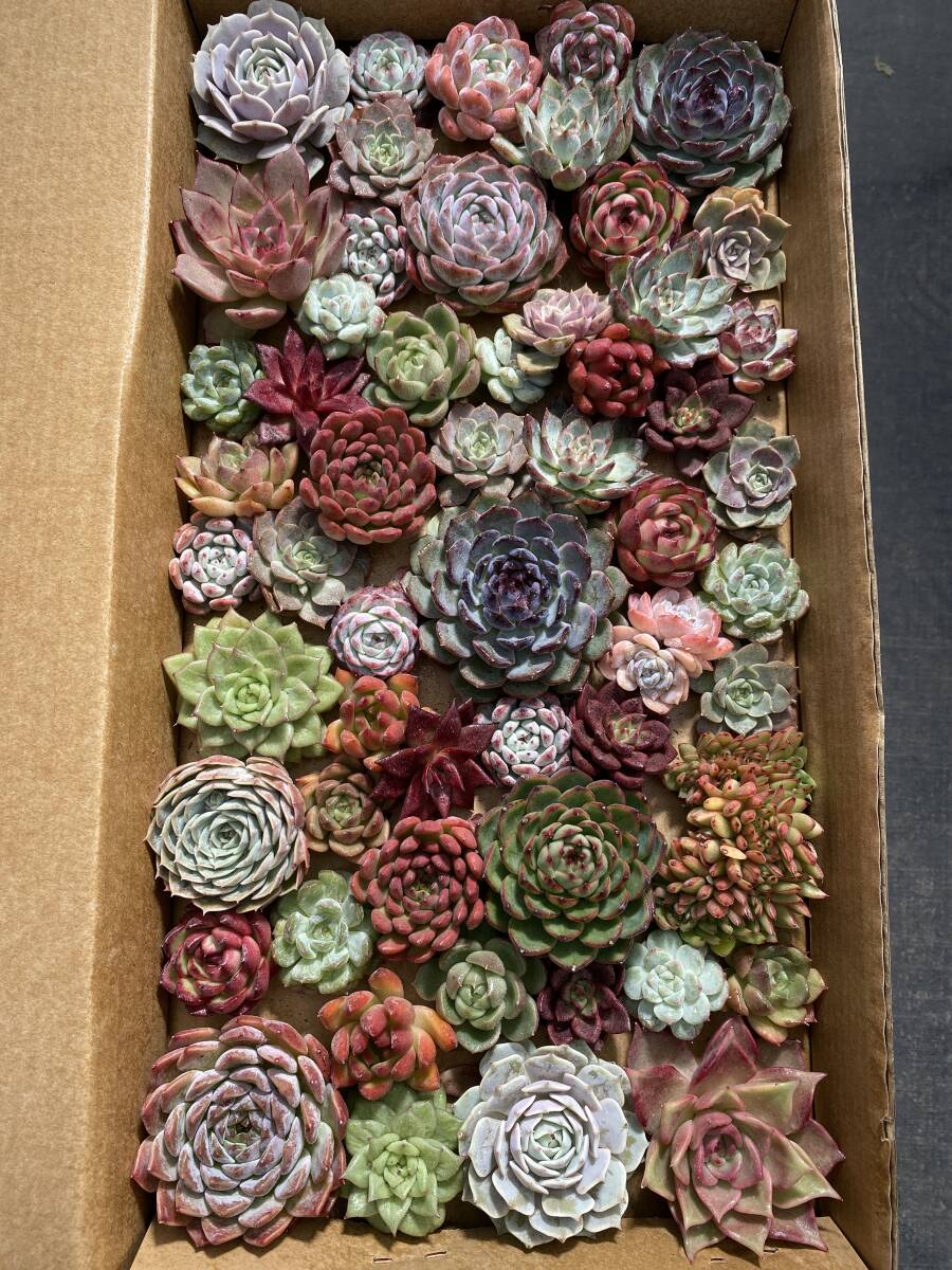 Yahoo!オークション - 55株セットS59&NT24多肉植物 エケベリアミック...