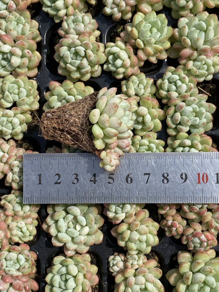 Yahoo!オークション - V88&XQS85 レッドエッグ 105苗 多肉植物 エケベ...