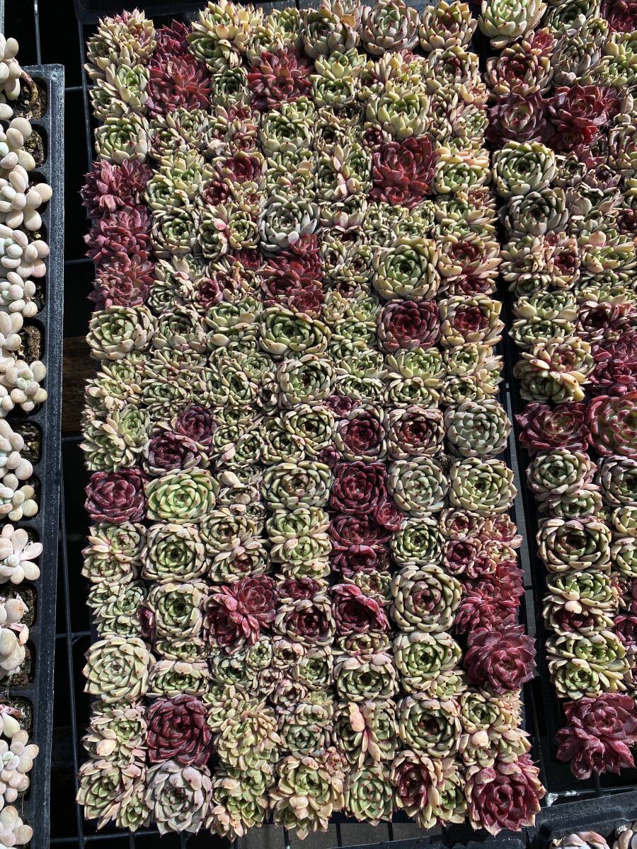 Yahoo!オークション - Y383 サラキ 105苗 多肉植物 エケベリア サボテ...