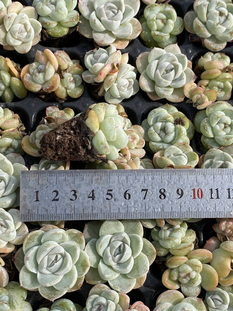 Yahoo!オークション - Z359&MYXP9 マキアート 105苗多肉植物 エケベリ...