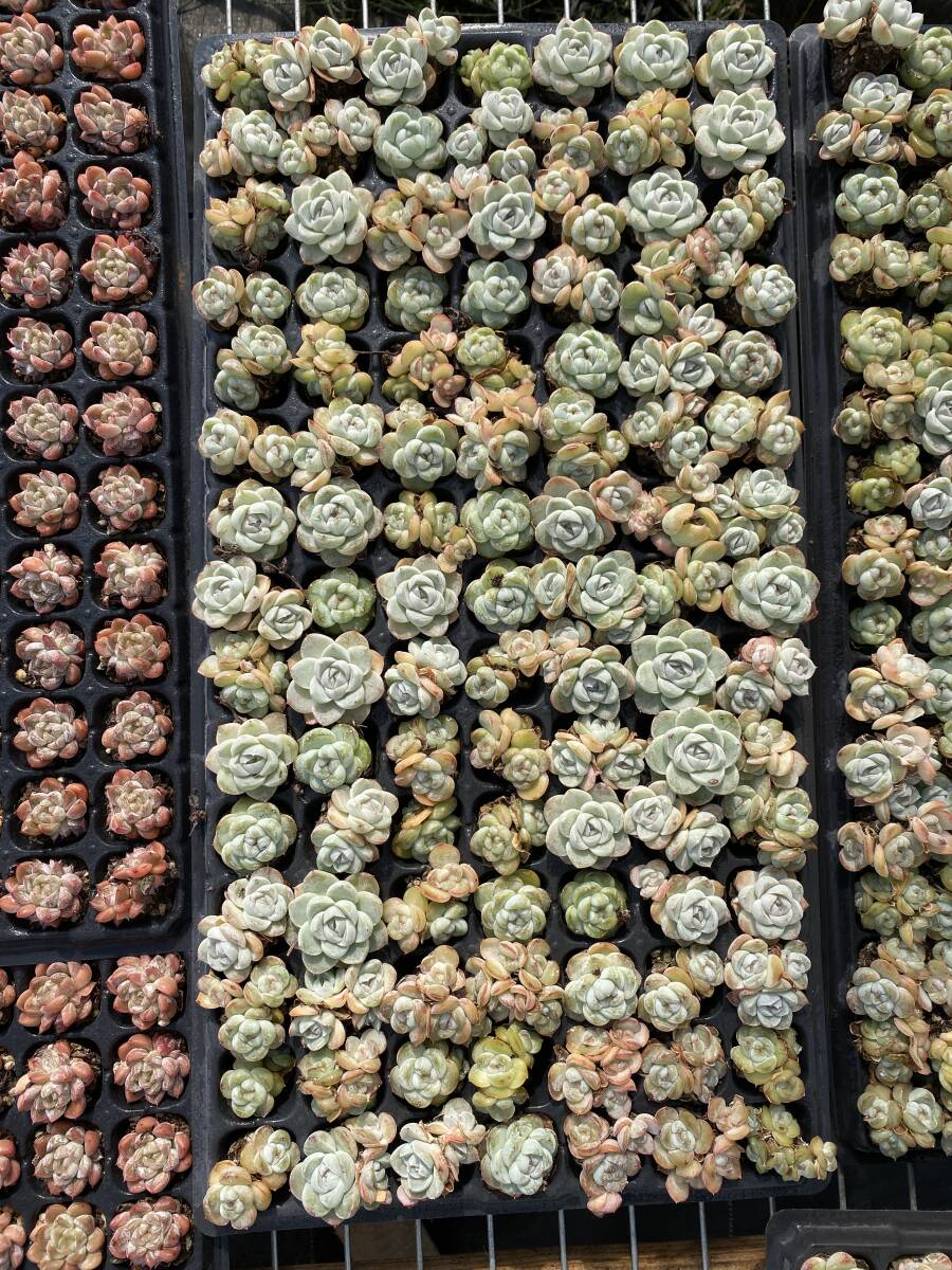 Yahoo!オークション - Z359&MYXP9 マキアート 105苗多肉植物 エケベリ...