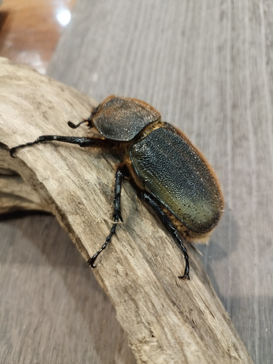 Yahoo!オークション - DHヘラクレス♀2匹 72mm+71mm（種親161mm） ヘラ...