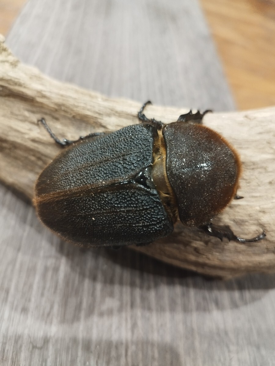 Yahoo!オークション - DHヘラクレス♀75mm（種親166mm） ヘラクレスオ...