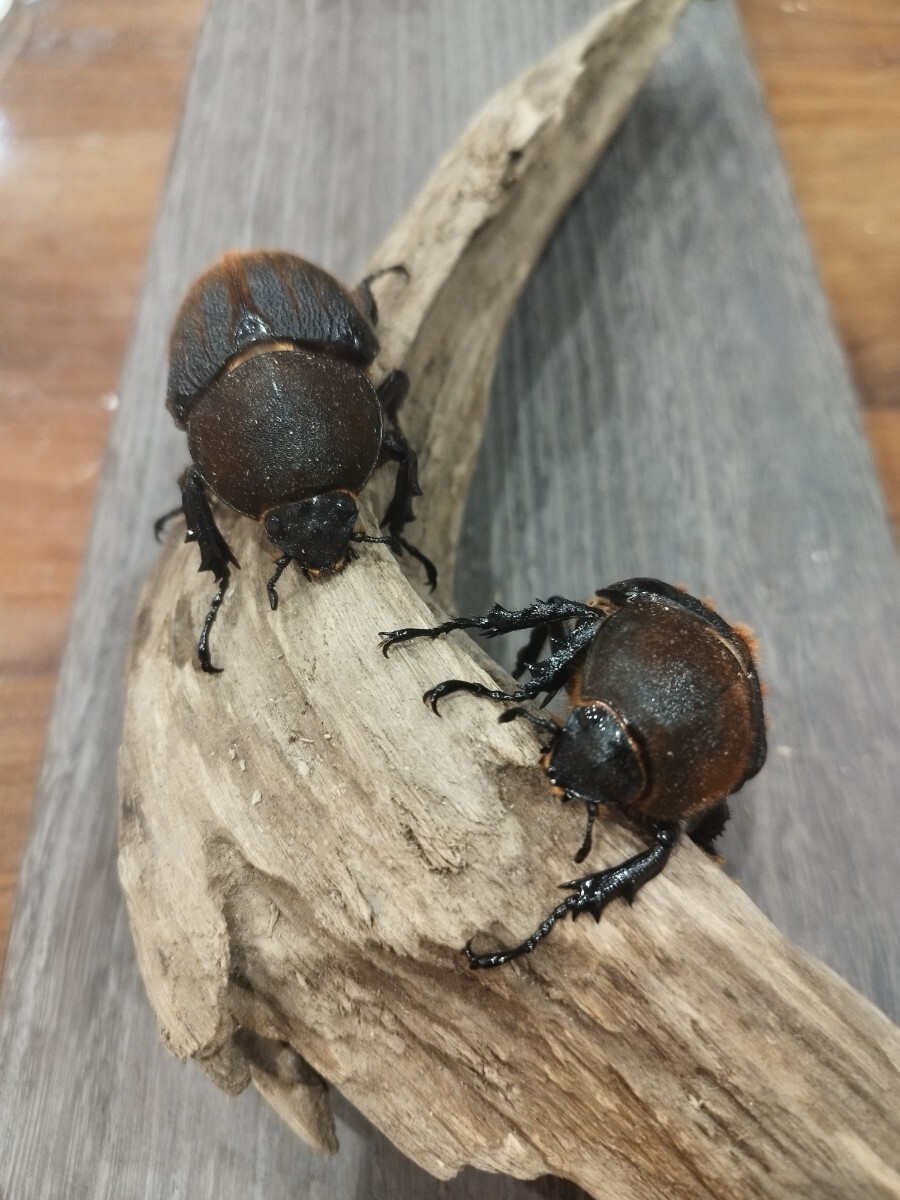 Yahoo!オークション - DHヘラクレス♀2匹 68mm+68（種親161mm） ヘラク...