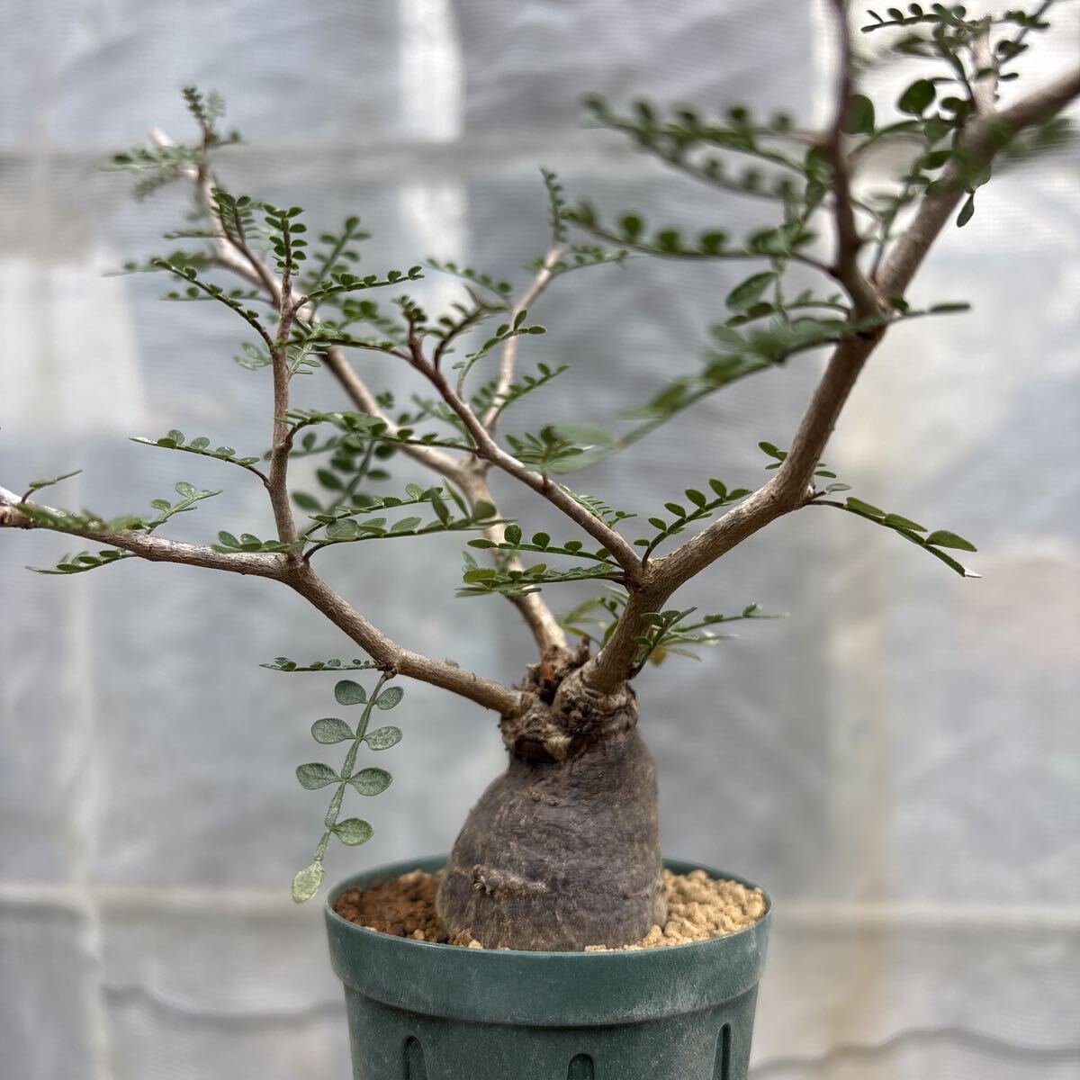 Yahoo!オークション - 根挿し 管理3年 ①【オペルクリカリア パキプス...