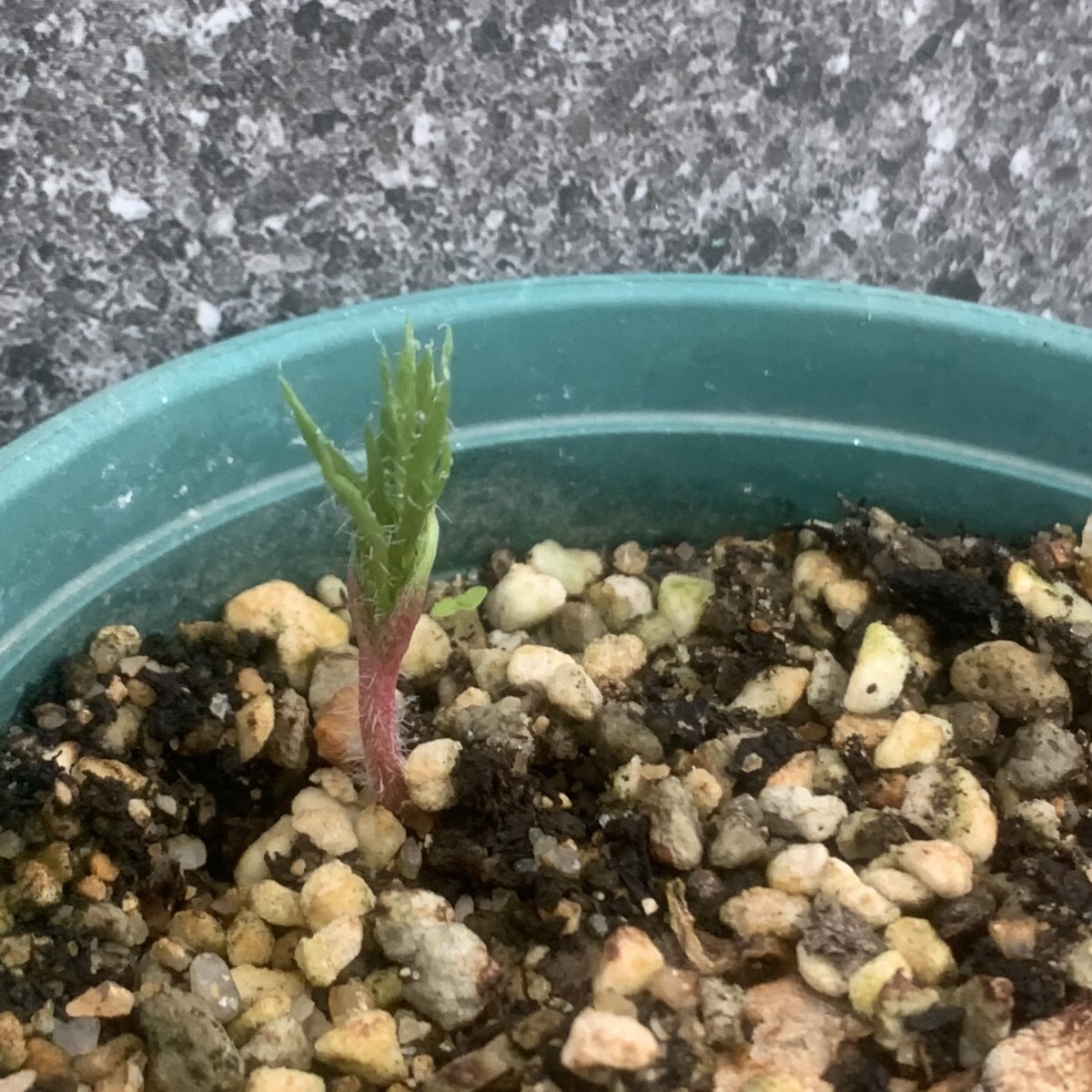 Yahoo!オークション - zw471 エリオスペルマム・ケルビコルネ eriosper...