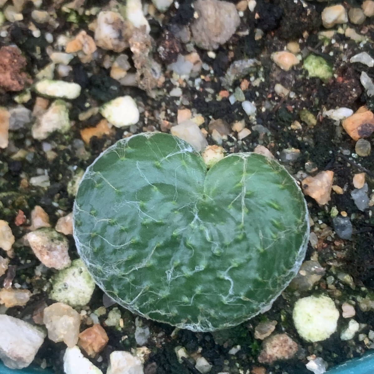 Yahoo!オークション - zw468 多肉植物 球根 エリオスペルマム・アラク...