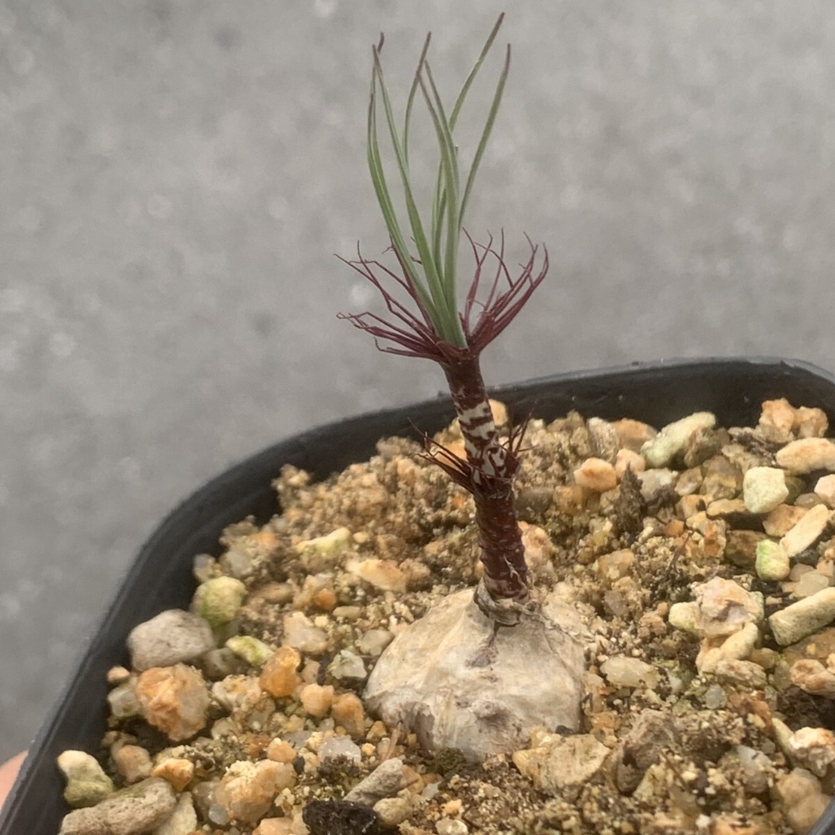 Yahoo!オークション - zw606 貴重植物 Gethyllis verticillata ゲチリ...