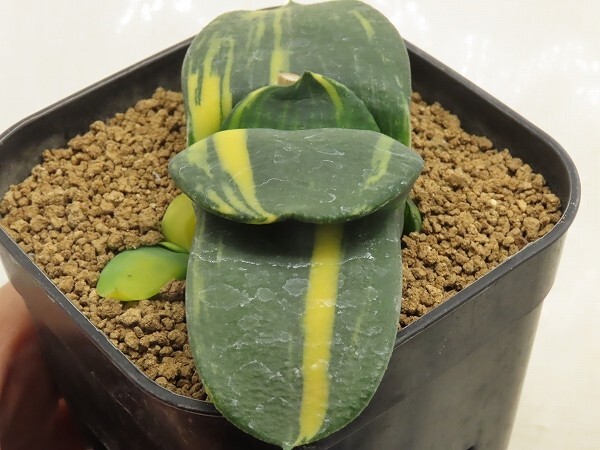 Yahoo!オークション - [Y072]armstrongii 臥牛錦実生 実生 未繁殖【多...