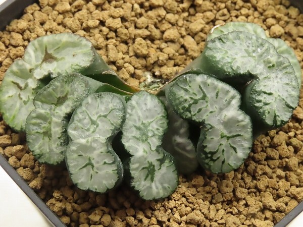 Yahoo!オークション - [Y058]大黒実生 実生 未繁殖【多肉植物 Haworth...