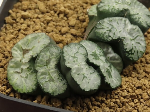 Yahoo!オークション - [Y058]大黒実生 実生 未繁殖【多肉植物 Haworth...