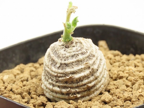 Yahoo!オークション - [Y079]polymorpha Mpika Zambia【多肉植物 Troc...