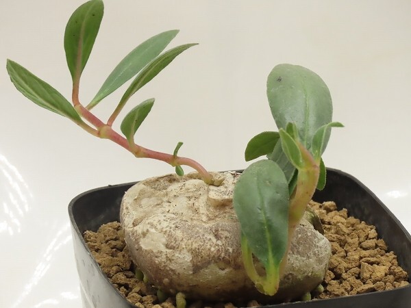 Yahoo!オークション - [Y078]sp.nov.aff.simplex Mpika Zambia【多肉...