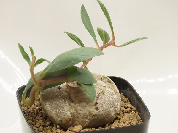 Yahoo!オークション - [Y078]sp.nov.aff.simplex Mpika Zambia【多肉...