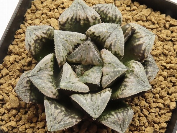 Yahoo!オークション - [W061]氷の世界×ブーメランBig 実生 未繁殖【...