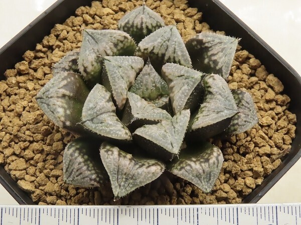 Yahoo!オークション - [W061]氷の世界×ブーメランBig 実生 未繁殖【...