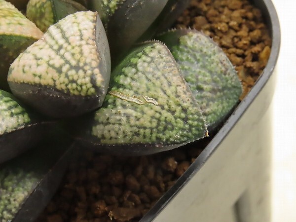 Yahoo!オークション - [W061]ティファニー×MTKGM452 実生 未繁殖【多...