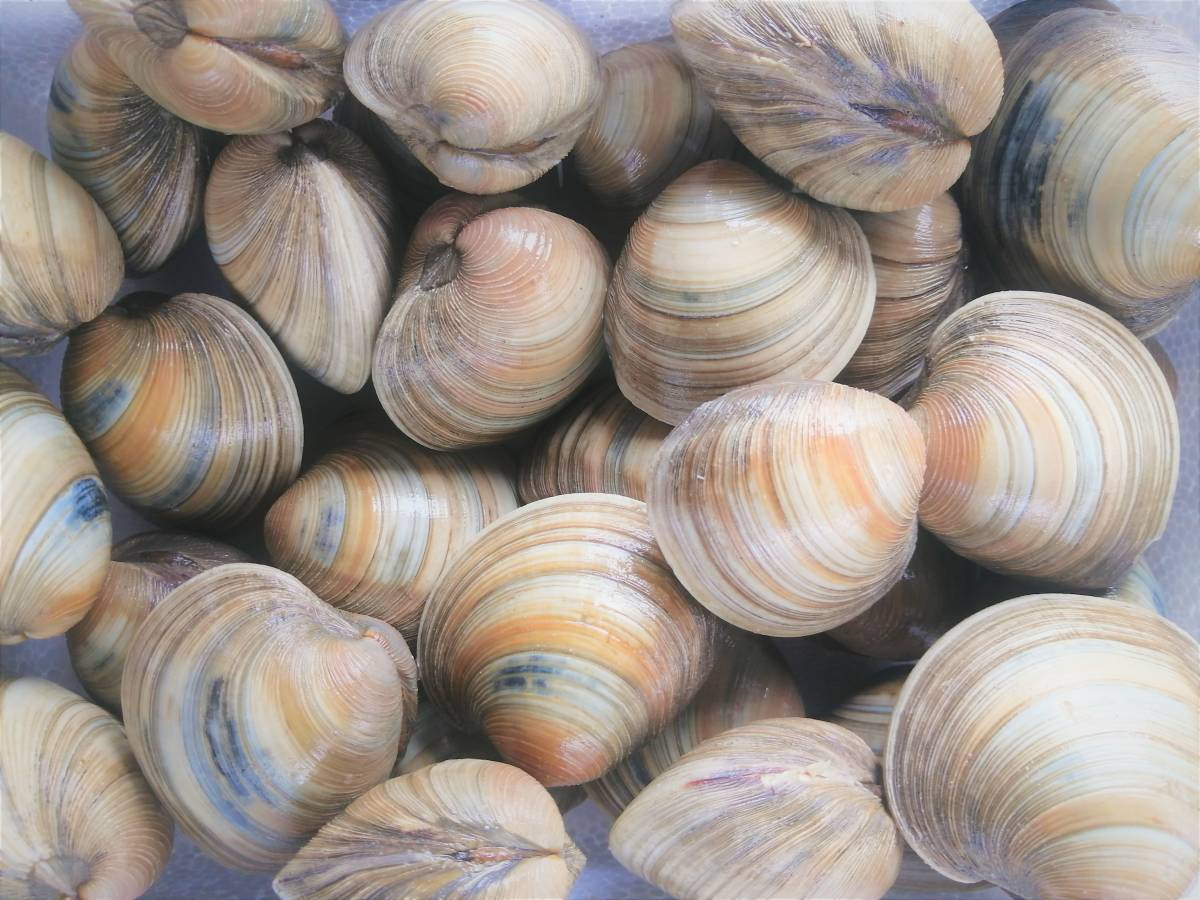 Yahoo!オークション - ホンビノス貝 3kg入り 千葉県産