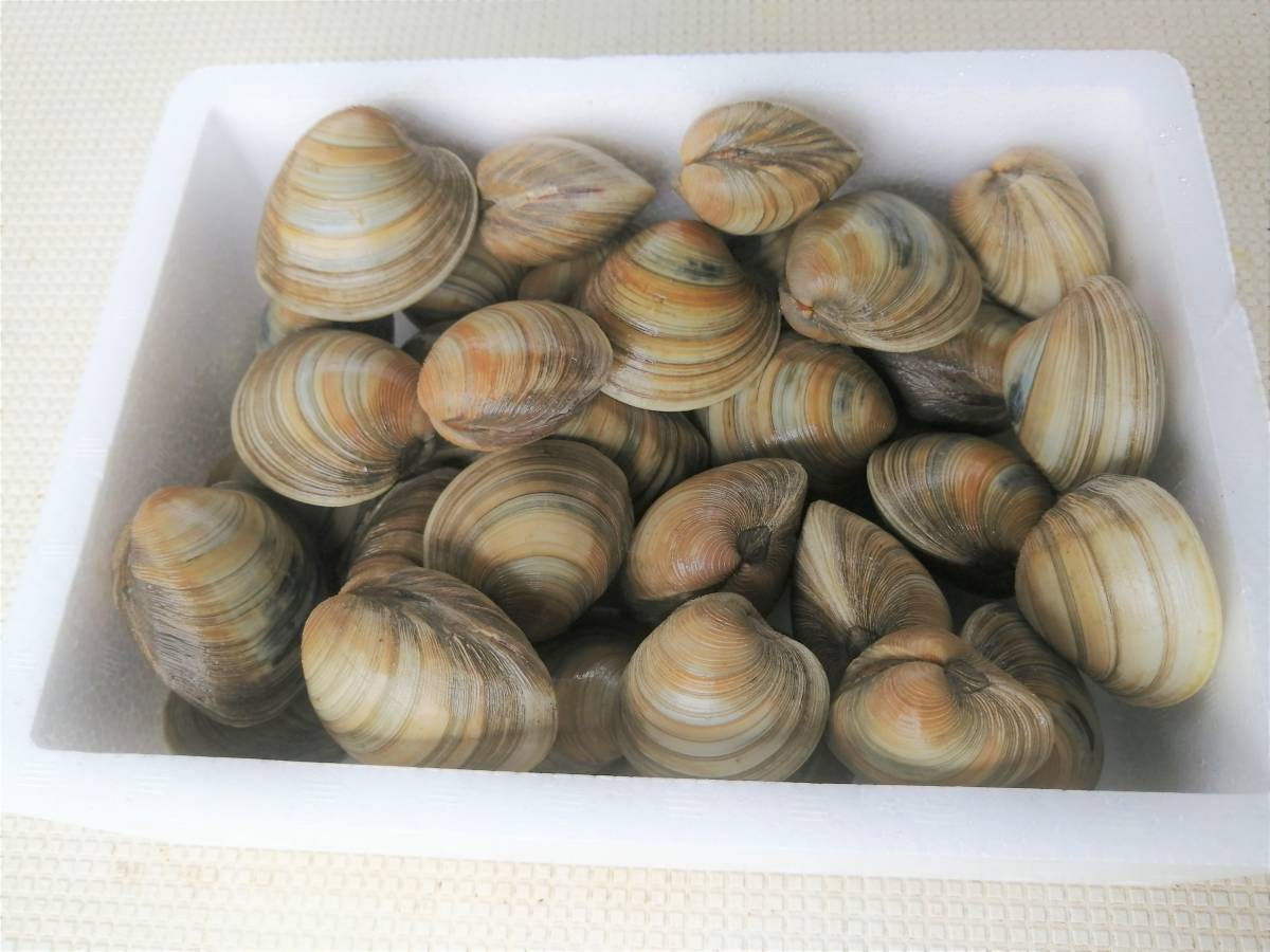 Yahoo!オークション - ホンビノス貝 3kg入り 千葉県産