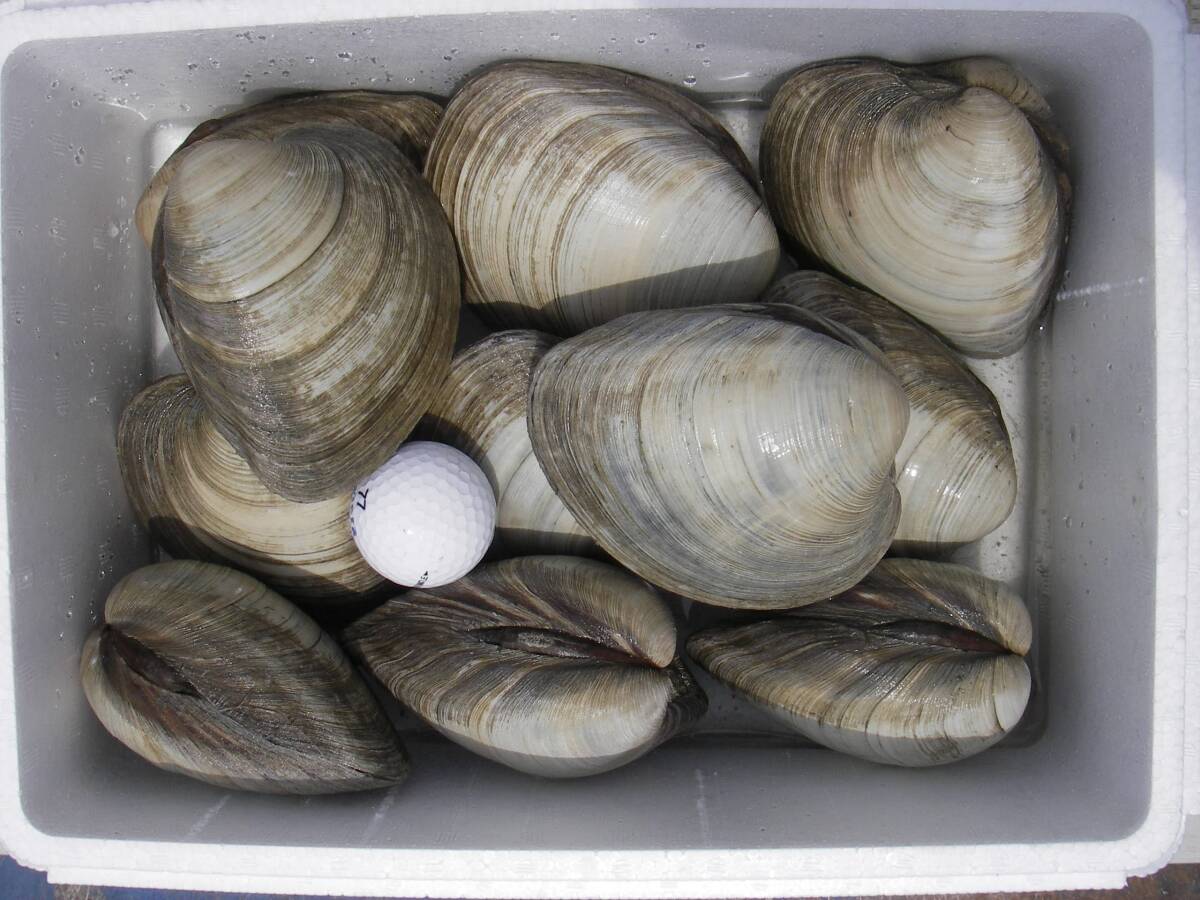 Yahoo!オークション - ホンビノス貝特大5kg 千葉県産