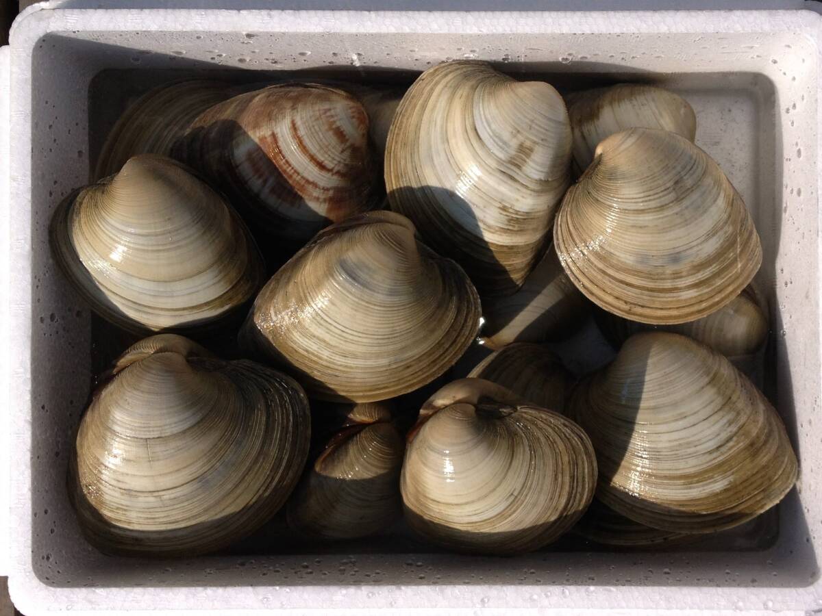 Yahoo!オークション - ホンビノス貝特大5kg 千葉県産