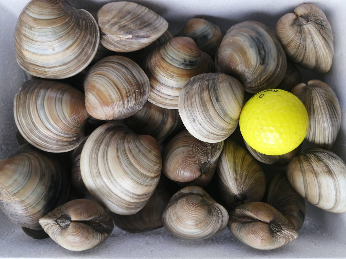 Yahoo!オークション - ホンビノス貝 3kg入り 千葉県産