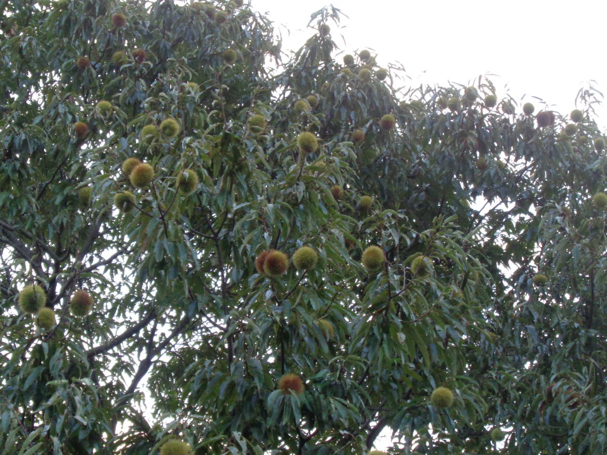 Yahoo!オークション - 栗 1kg サイズ4Lくらい 大分県産 農薬無使用...