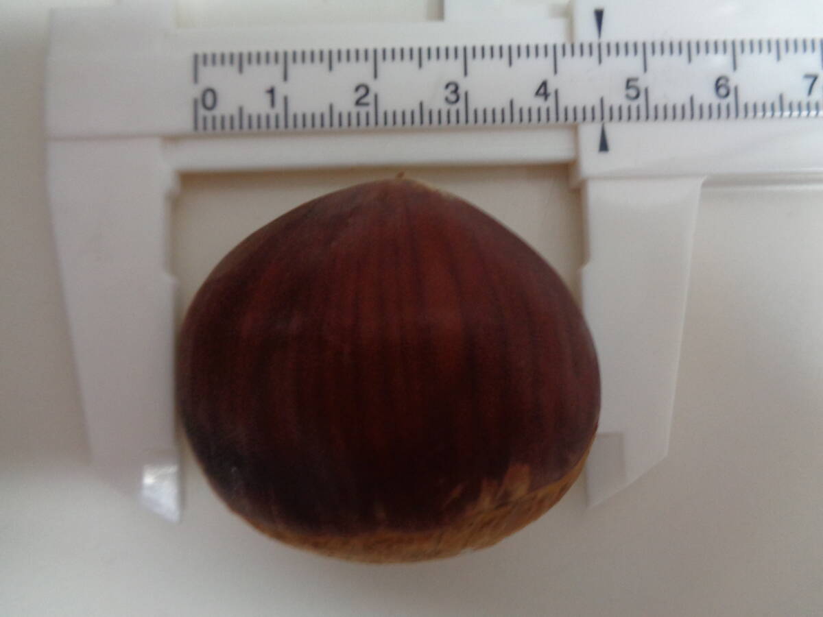 Yahoo!オークション - 栗 1kg サイズ4Lくらい 大分県産 農薬無使用...