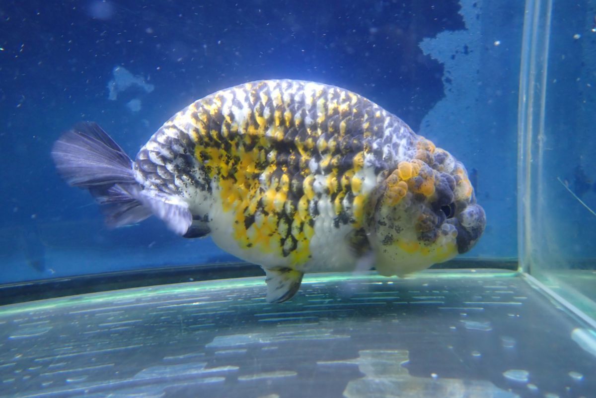 Yahoo!オークション - 147＜water-flap＞ タイ産 タイガーランチュウ