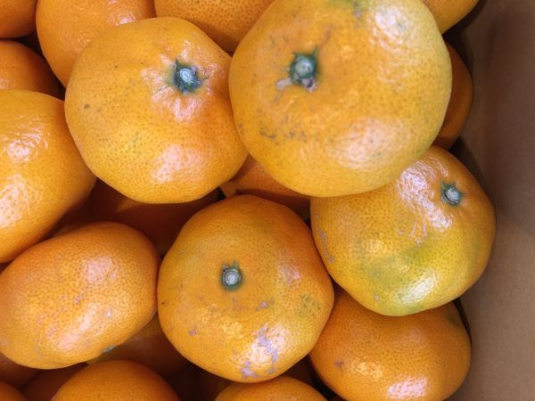 Yahoo!オークション - 早生ミカンMIX（3S~L）10kg箱 熊本県産 送料無...