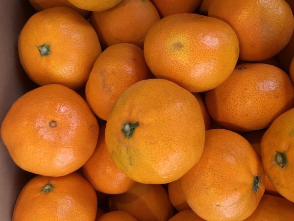 Yahoo!オークション - 早生みかんミックス（3S~L）5kg箱 熊本県産 送...