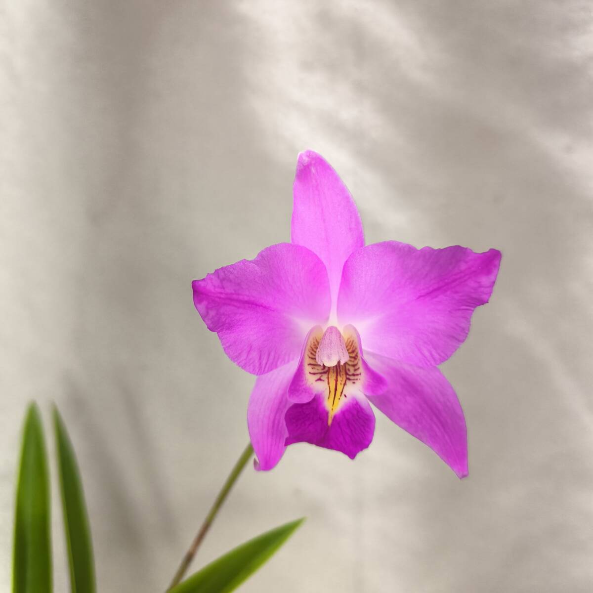 Yahoo!オークション - 04. 洋蘭レリアLaelia属 L. x gouldiana‘Dark S...