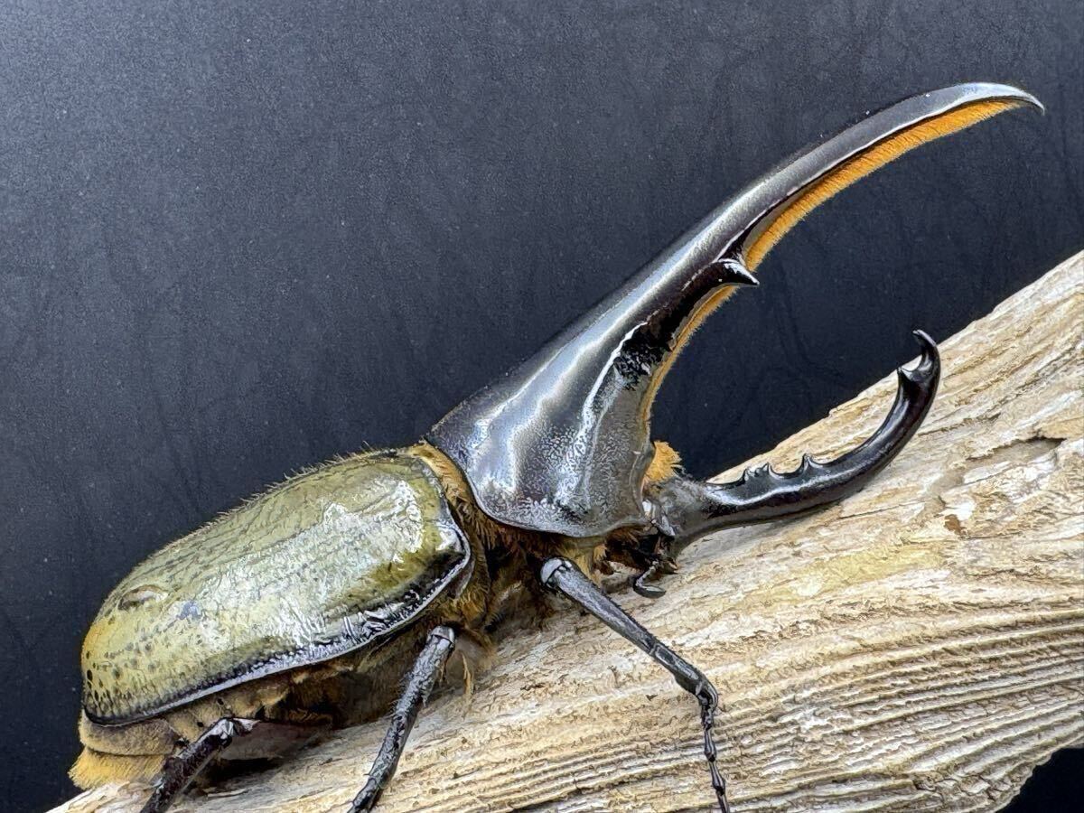 Yahoo!オークション - DHヘラクレス オス単 B品