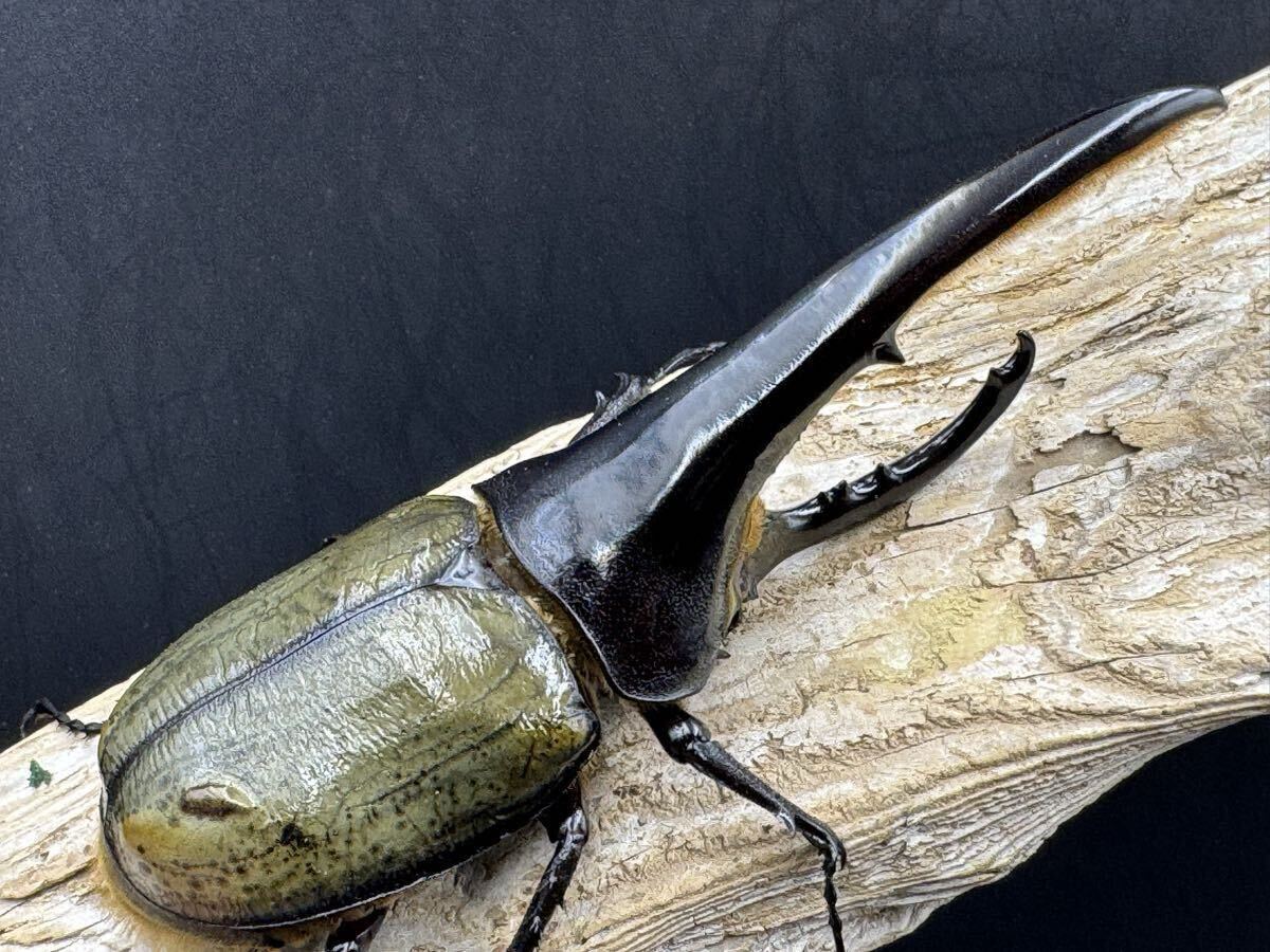 Yahoo!オークション - DHヘラクレス オス単 B品