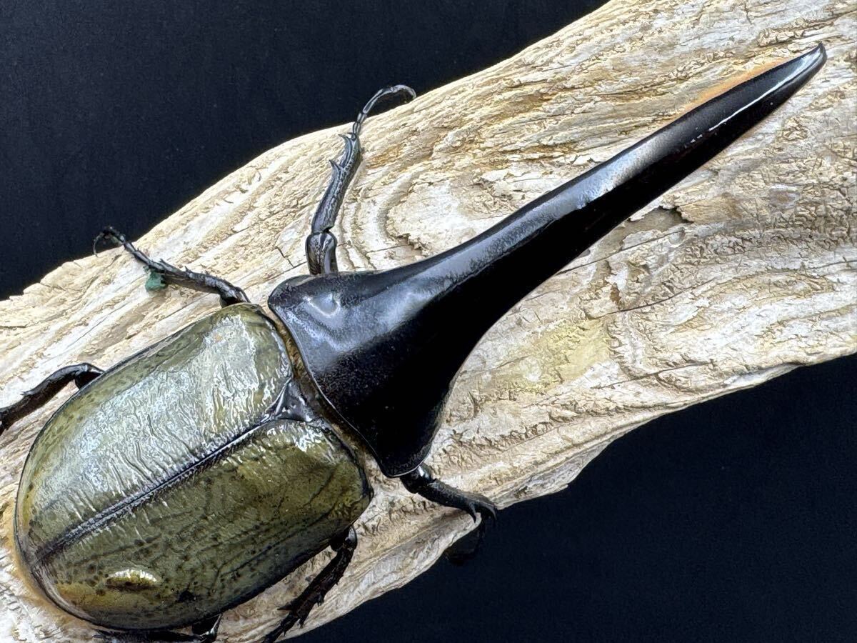 Yahoo!オークション - DHヘラクレス オス単 B品