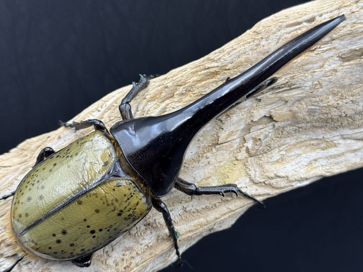 Yahoo!オークション - DHヘラクレス ペア⑥