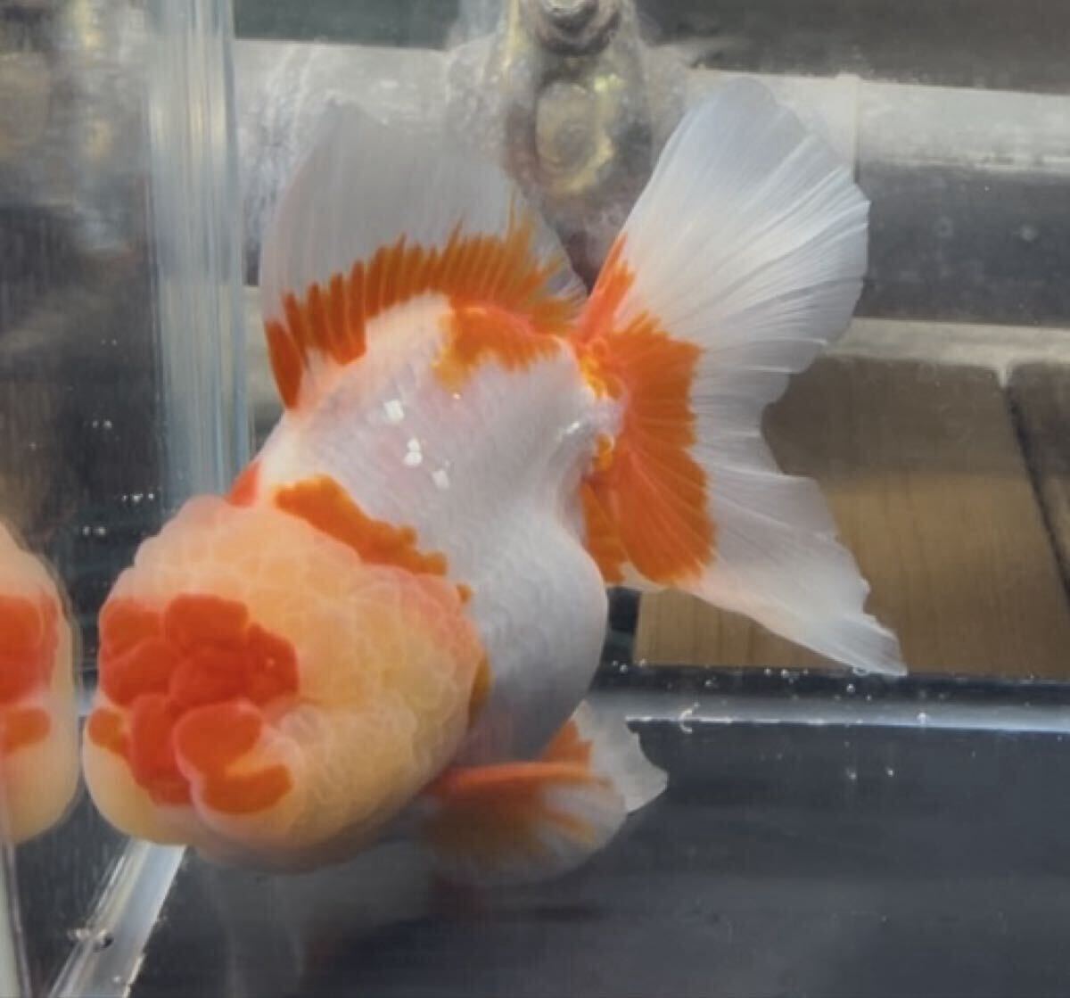 Yahoo!オークション - 伊勢オランダ オランダ獅子頭 約16cm 三重県産 ...