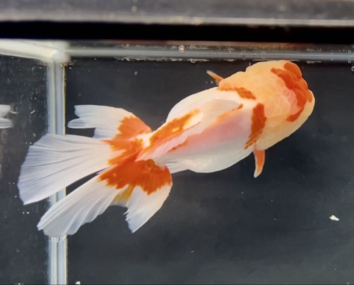 Yahoo!オークション - 伊勢オランダ オランダ獅子頭 約16cm 三重県産 ...