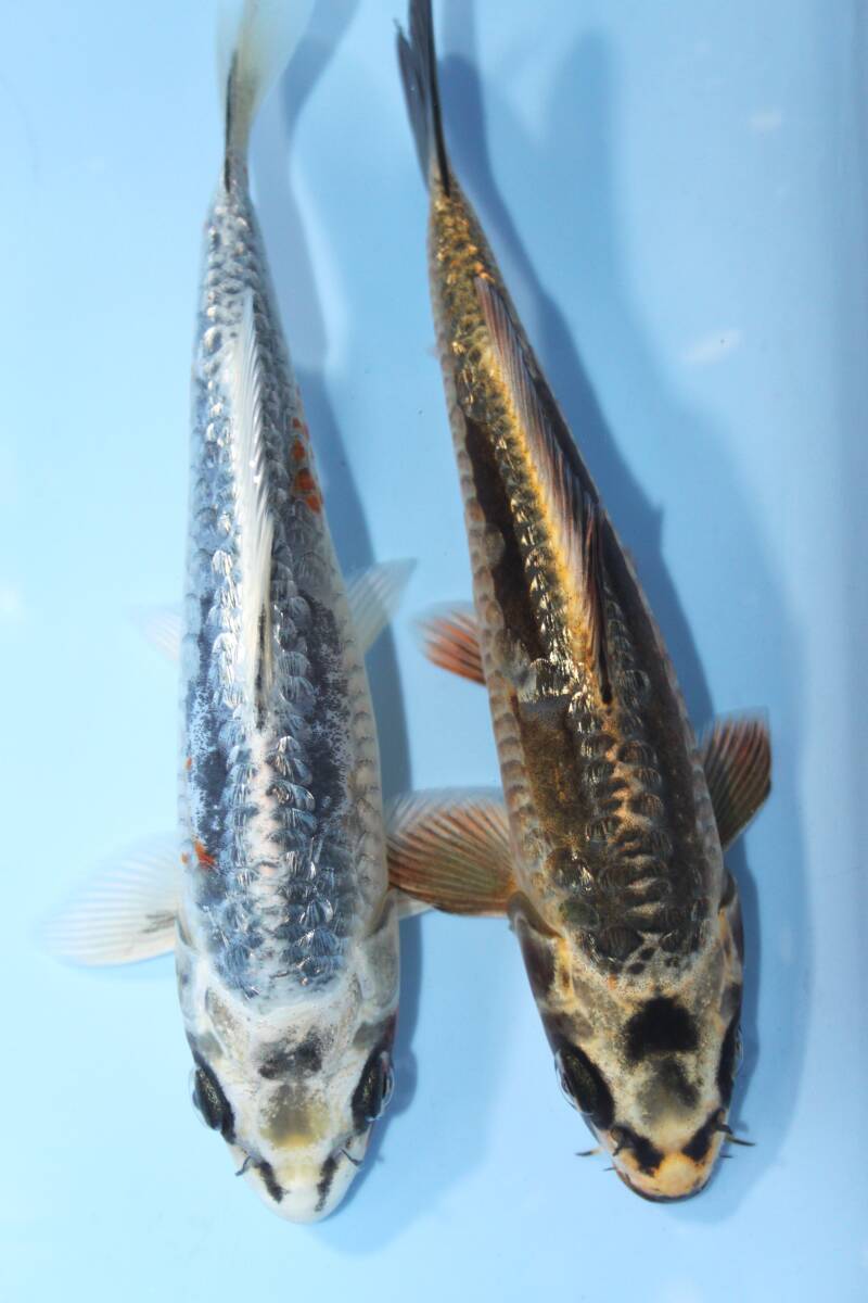 Yahoo!オークション - 変わり鯉 2本セット