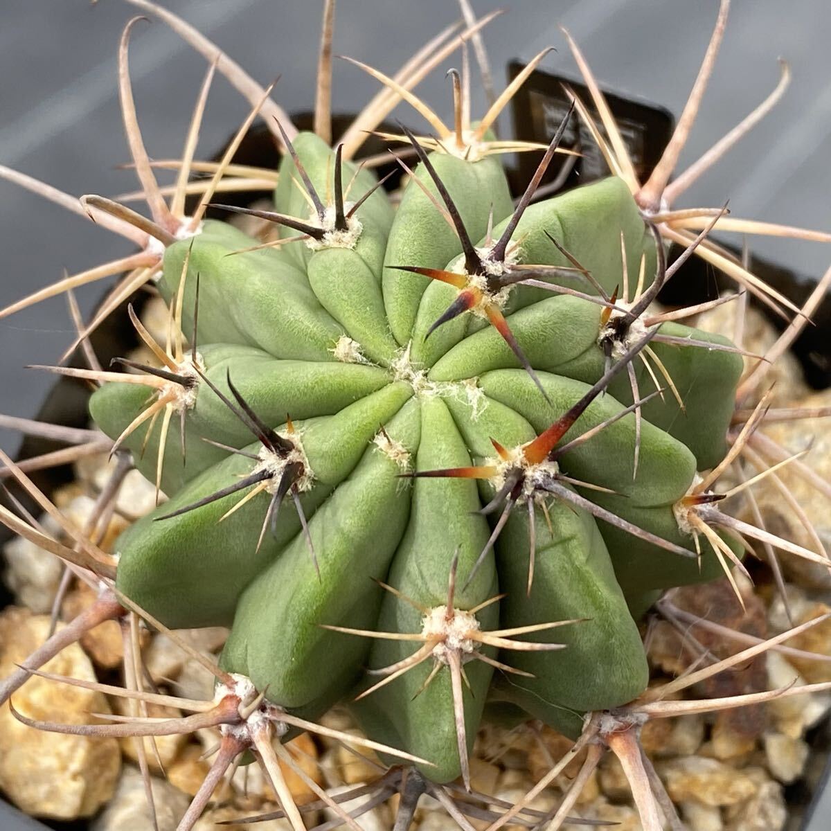 Yahoo!オークション - CO 519 ロビビア ferox Tilcara サボテン 多肉植...