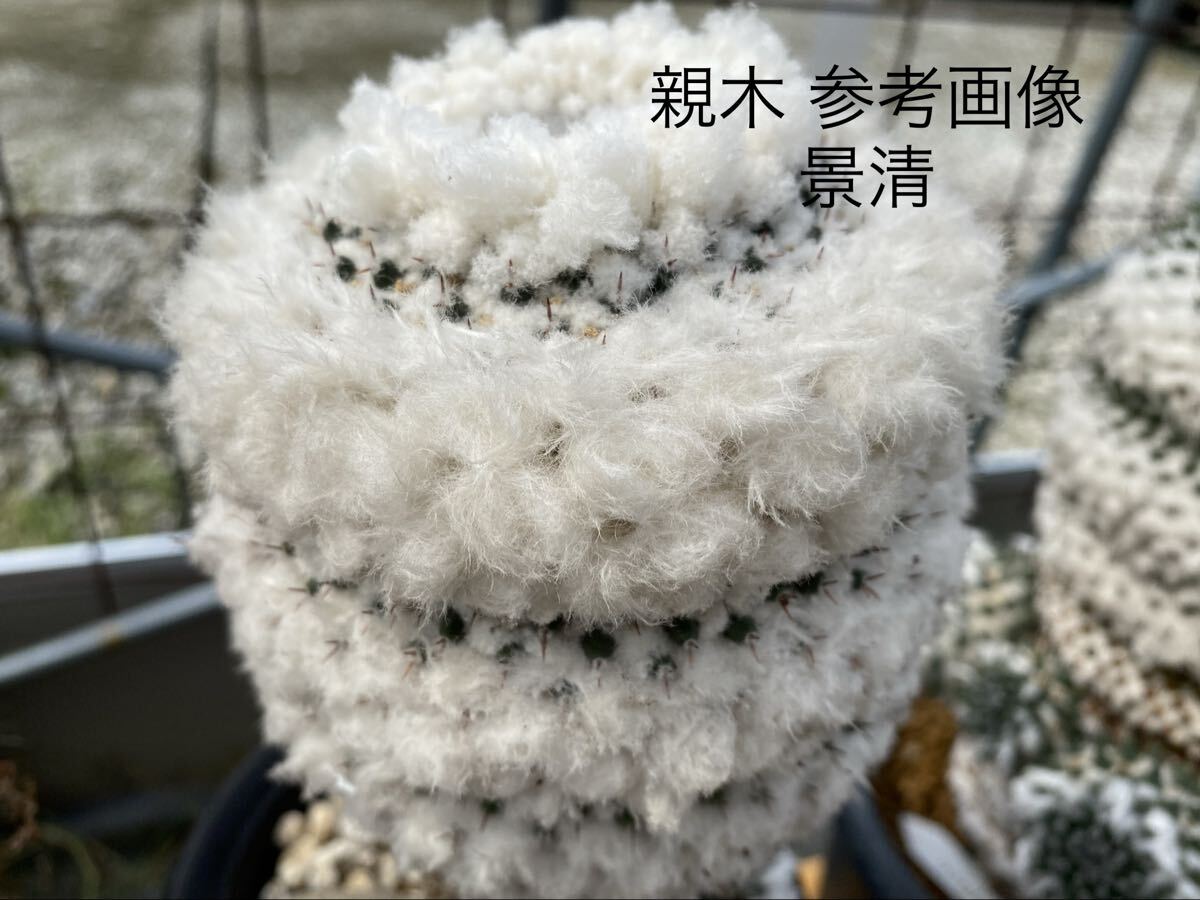 Yahoo!オークション - CO 519 景清 多毛より実生 マミラリア サボテン ...