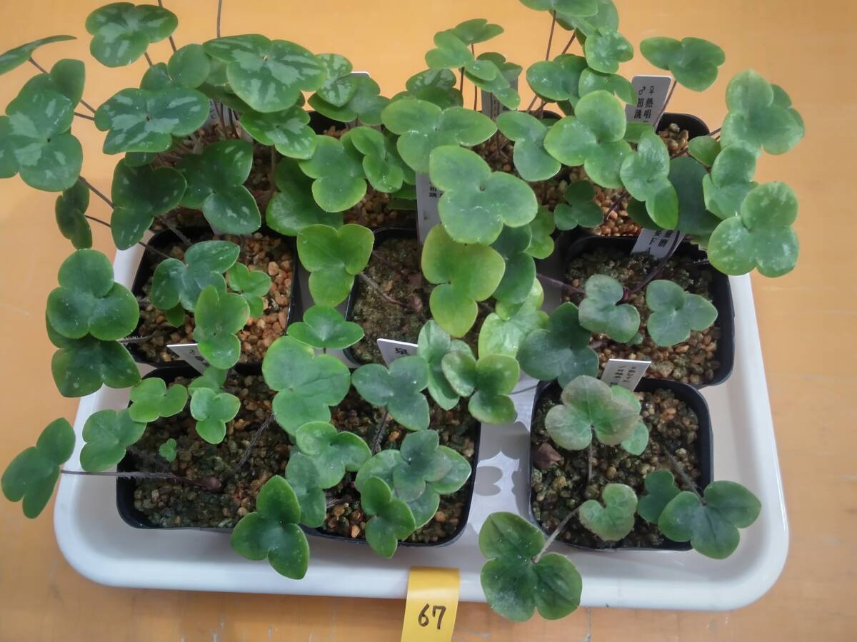 Yahoo!オークション - 2022年 播種 雪割草 実生苗 No.67 10P ...