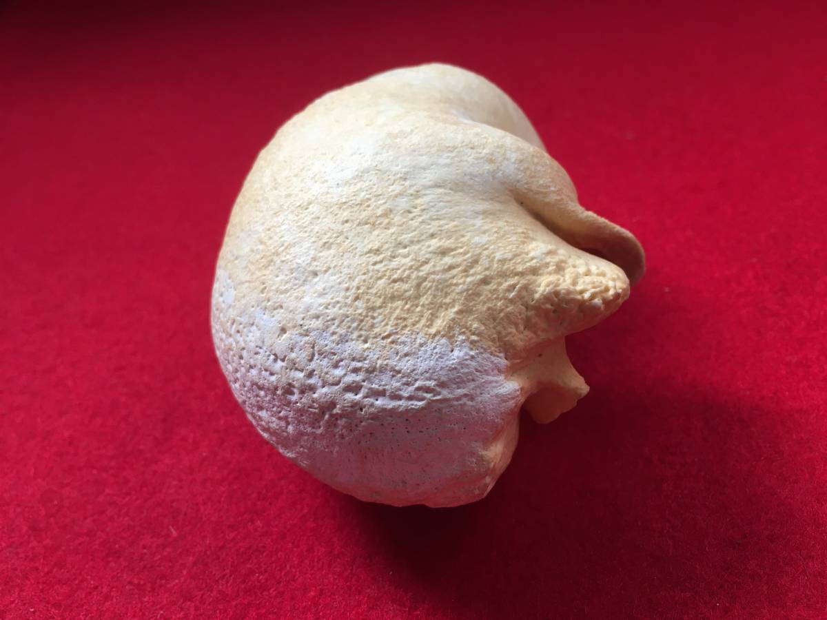Yahoo!オークション - 【逸品堂】 マッコウクジラ 鯨 耳骨 くじら ク...