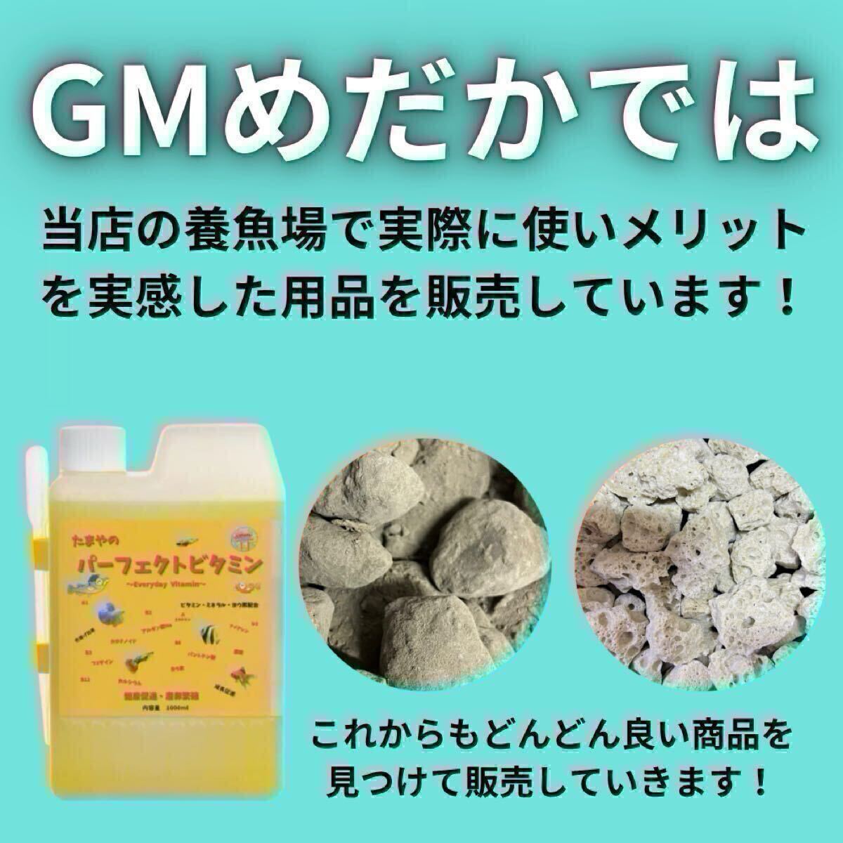 Yahoo!オークション - 三色ラメ幹之サファイア系 稚魚7匹＋α あんしん...