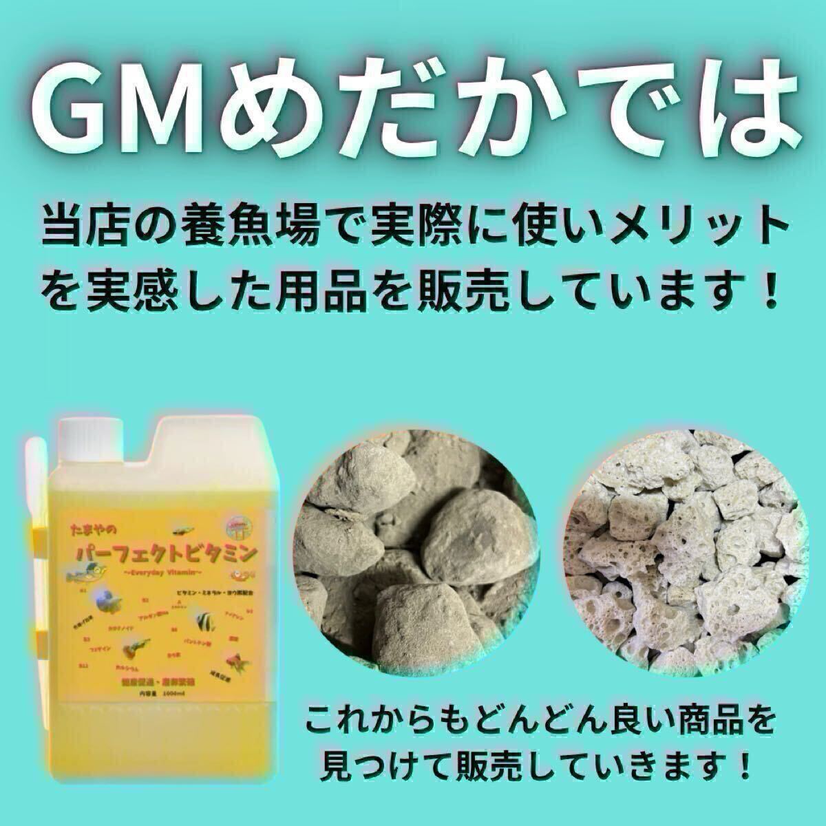 Yahoo!オークション - マーメイドブルー 本家直ブリード極上個体から生...