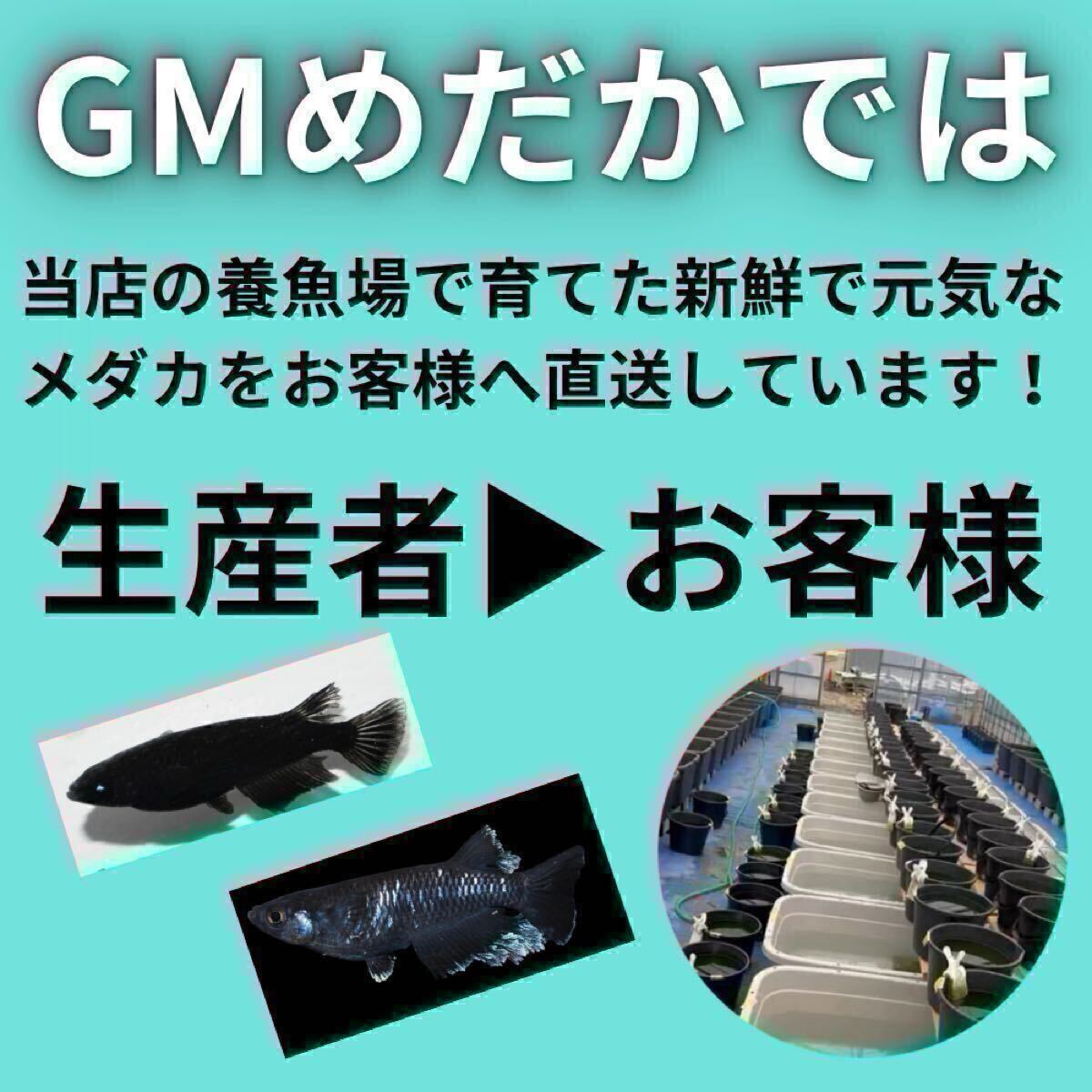 Yahoo!オークション - ナイト （オロチ × 黑天幻龍 ）稚魚7匹+α あん...