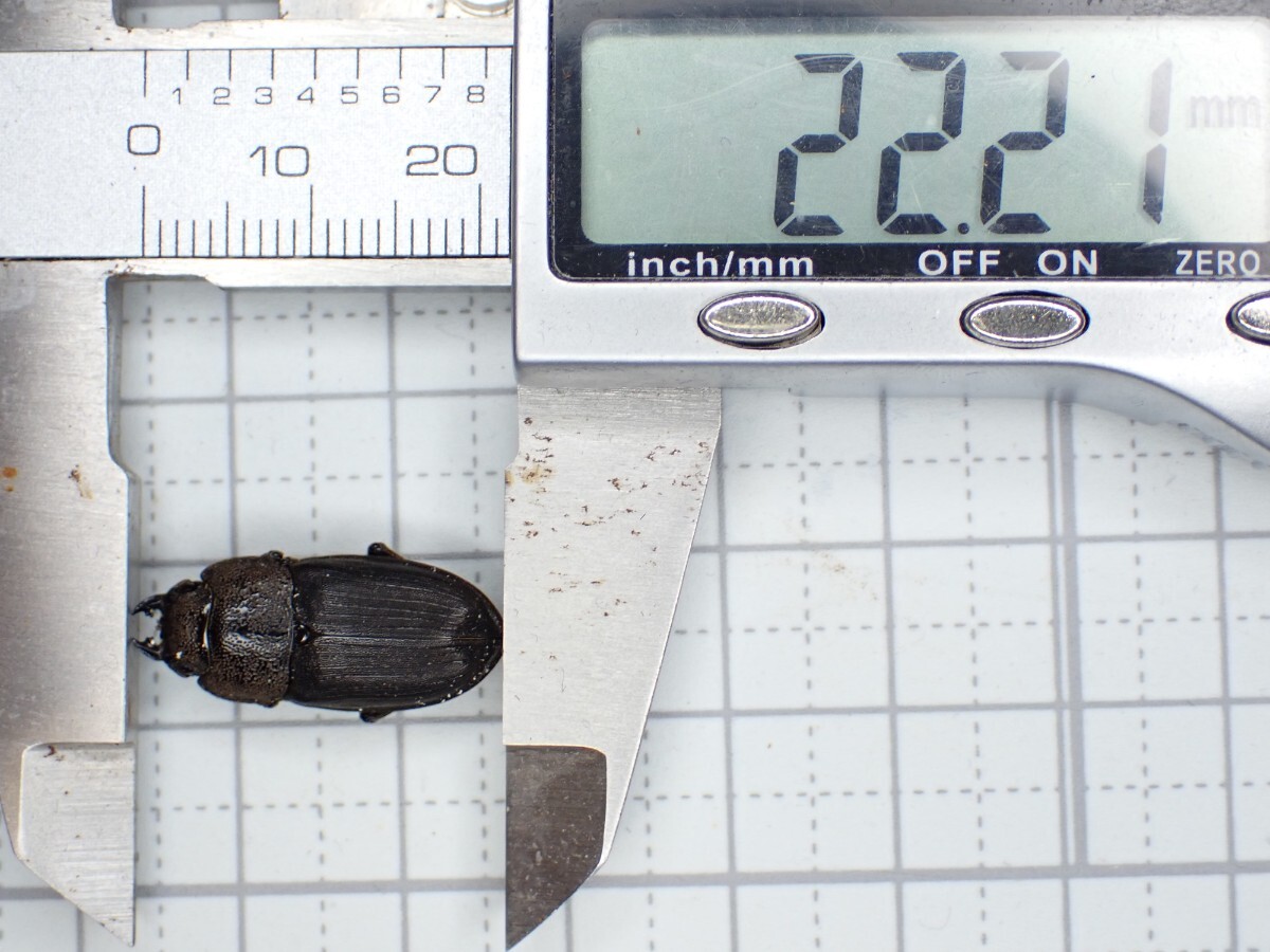 Yahoo!オークション - 【WF1】ロンドンネブト 別ライン♀付トリオ ロン...