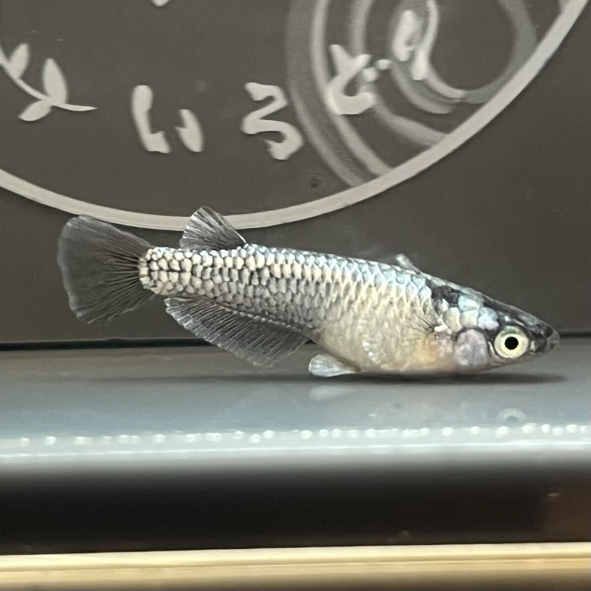 Yahoo!オークション - 【めだか屋 彩】無限めだかオリジナル『 龍 鱗 ...