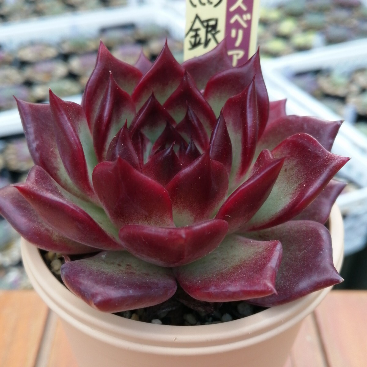 Yahoo!オークション - 黒銀姫 ミックスベリア 多肉植物 エケベリア