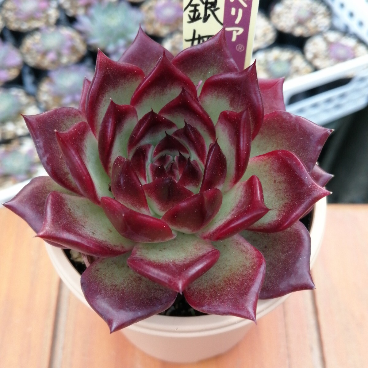 Yahoo!オークション - 黒銀姫 ミックスベリア 多肉植物 エケベリア